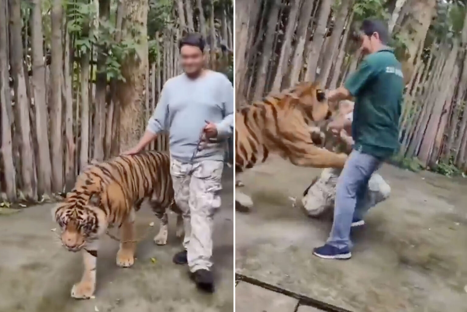 Thai Authorities Order Sri Racha Park to Cancel Tiger Walking Activities
