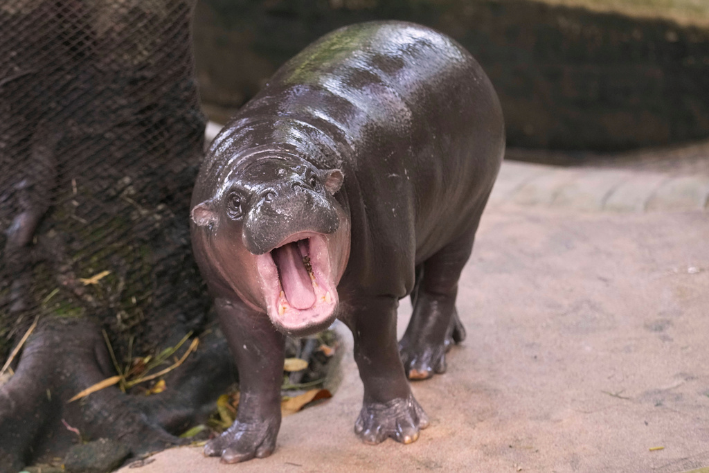 Thousands Celebrate Baby Hippo Moo Deng's First Birthday