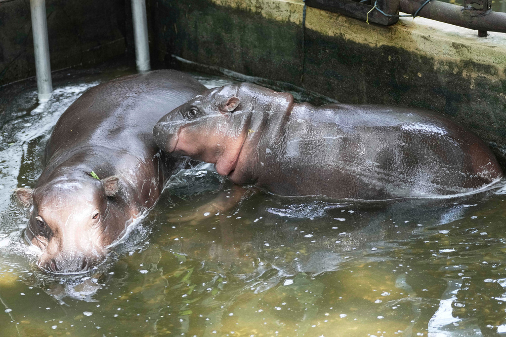 Thousands Celebrate Baby Hippo Moo Deng's First Birthday
