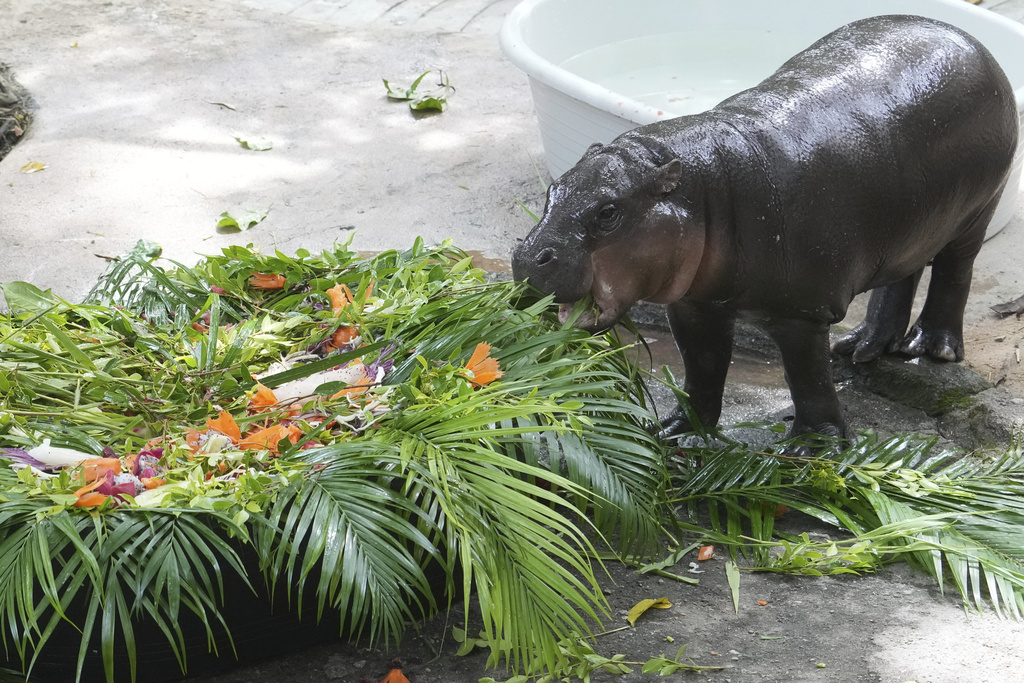 Thousands Celebrate Baby Hippo Moo Deng's First Birthday