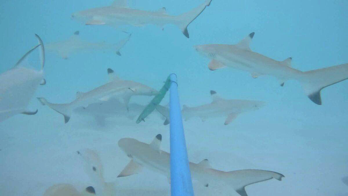Maya Bay Records 158 Blacktip Sharks in Single Day Survey