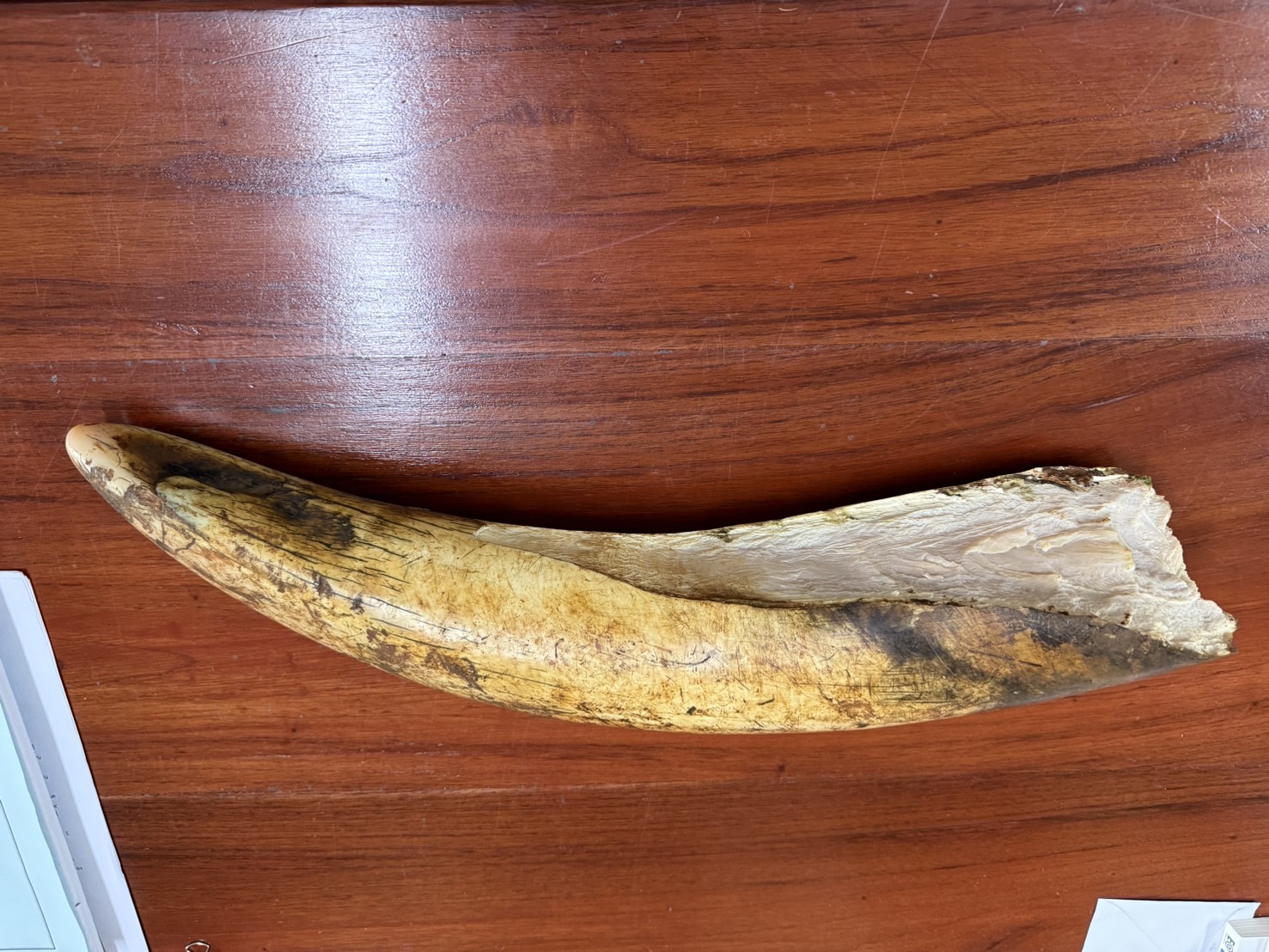 Elephant Loses Tusk in Battle Outside Khao Yai National Park