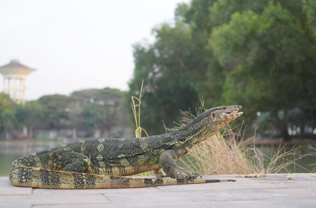Thai Authorities Approve Water Monitor Breeding Permits