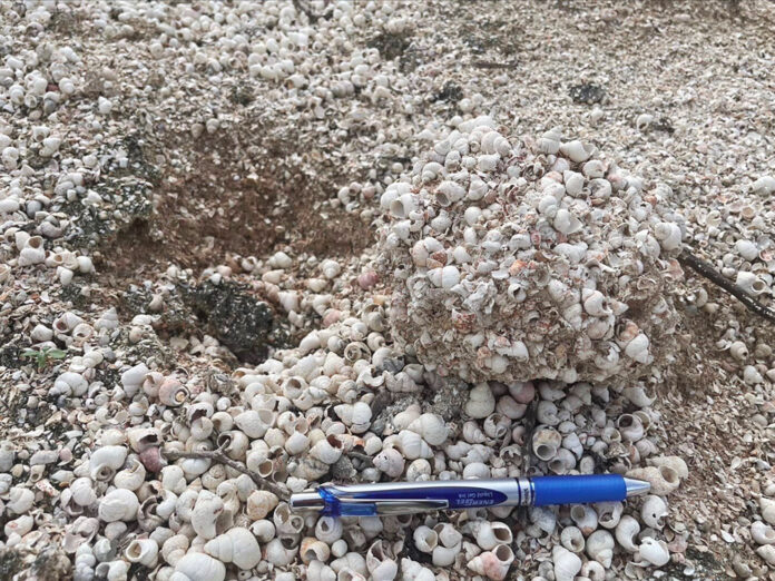 13-Million-Year-Old Snail Fossils Become Thailand's 27th Heritage Site