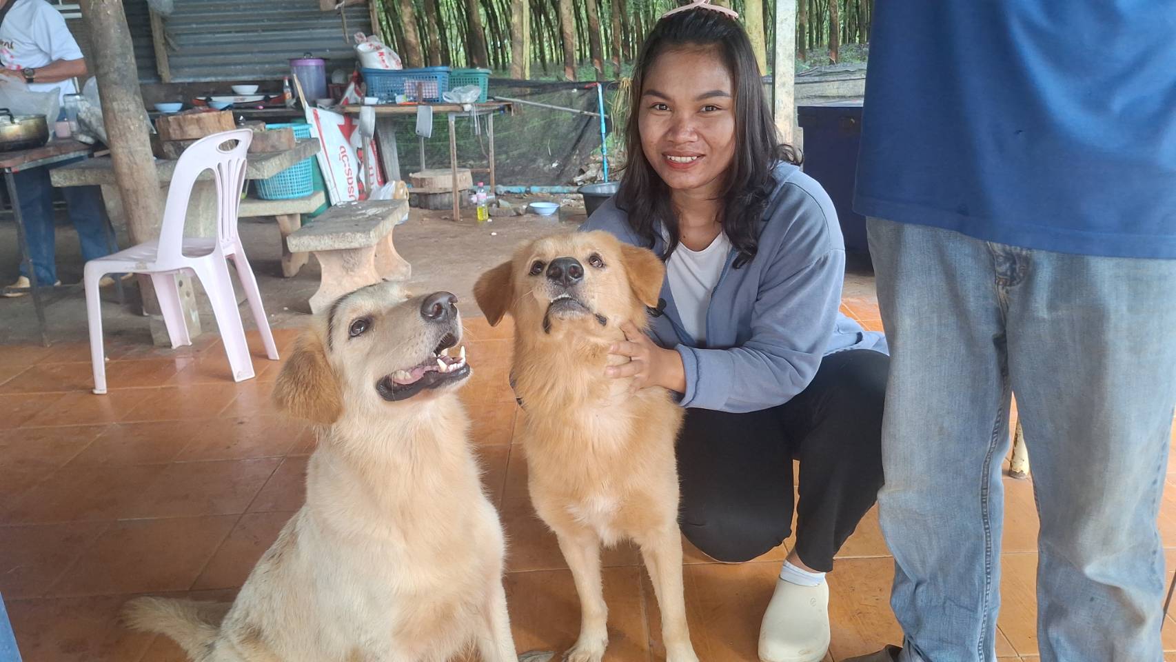 Udon Thani Dogs Mating Go Viral After Mimicking Phuket Scandal