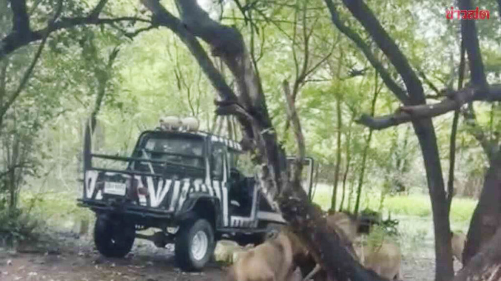 Bangkok Safari Employee Killed in Lions Attack After Breaking Safety Rules