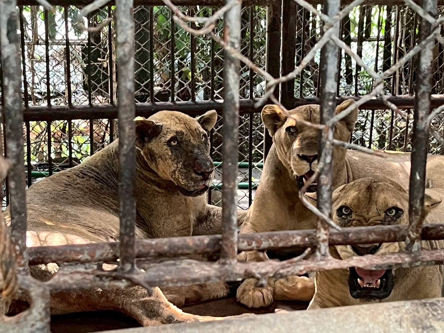 Safari World's Predator Zone Closed After Fatal Lion Attack