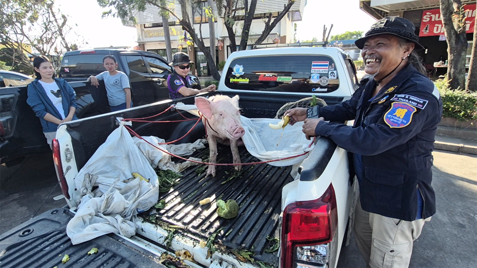 Rescue Team Brings Flood Survivor Pig 1,600 km from Hat Yai to Udon Thani