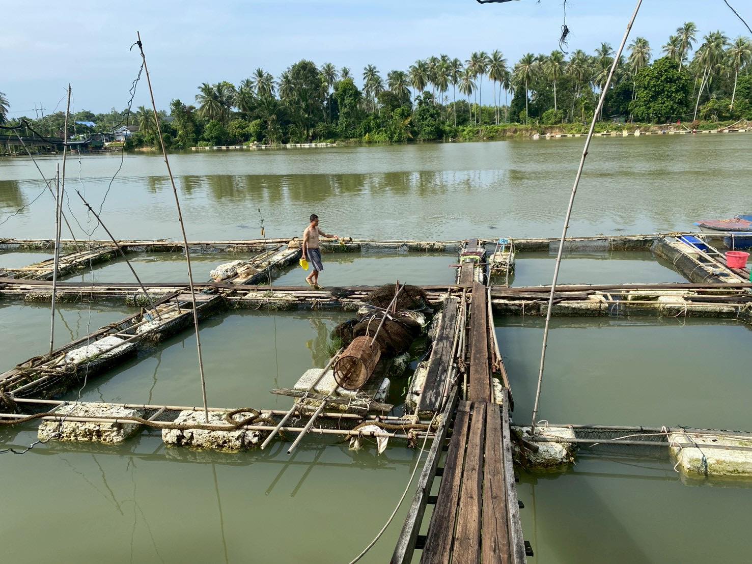 Southern Thailand Floods Devastate 10,000 Shrimp Farmers, $31M in Damages