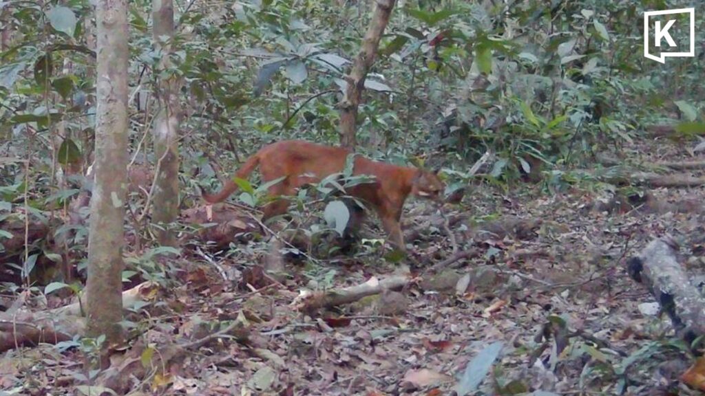 Rare Asian Golden Cat spotted at Khao Yai National Park