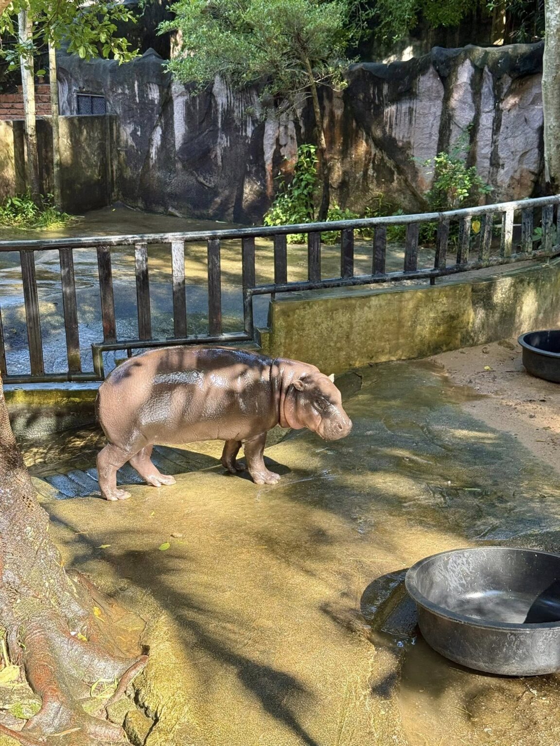 Conservationist questions welfare of viral hippo Moo Deng, zoo responds