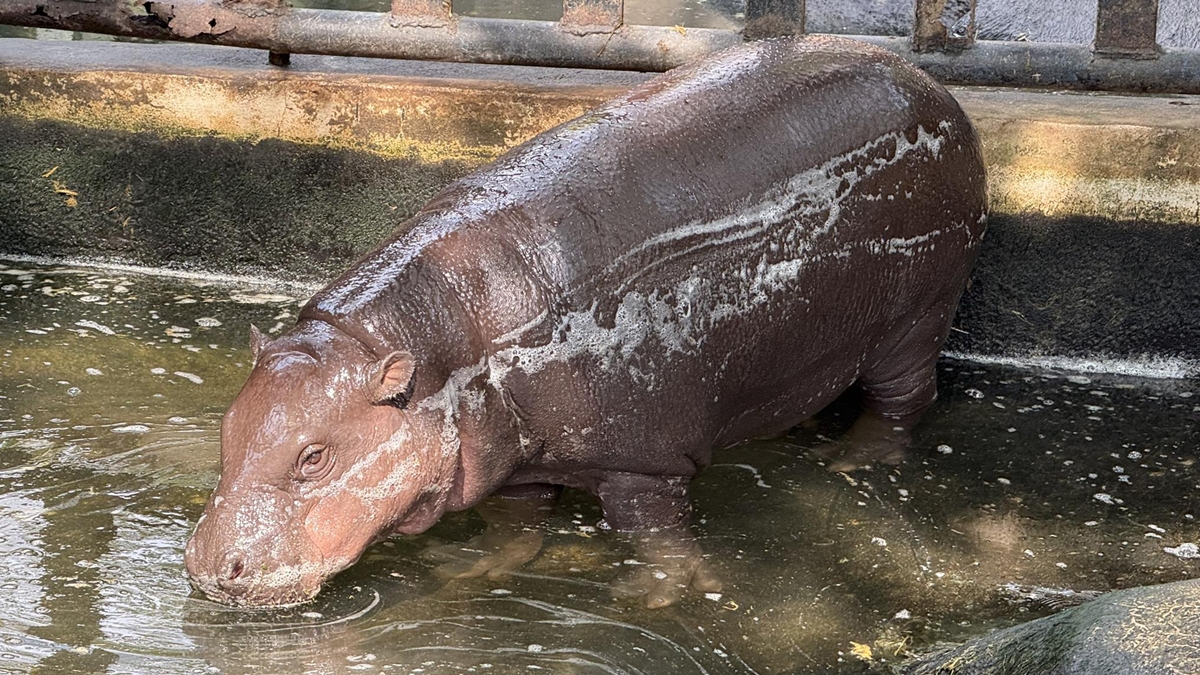 Conservationist questions welfare of viral hippo Moo Deng, zoo responds