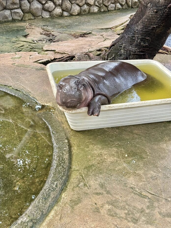 Conservationist questions welfare of viral hippo Moo Deng, zoo responds