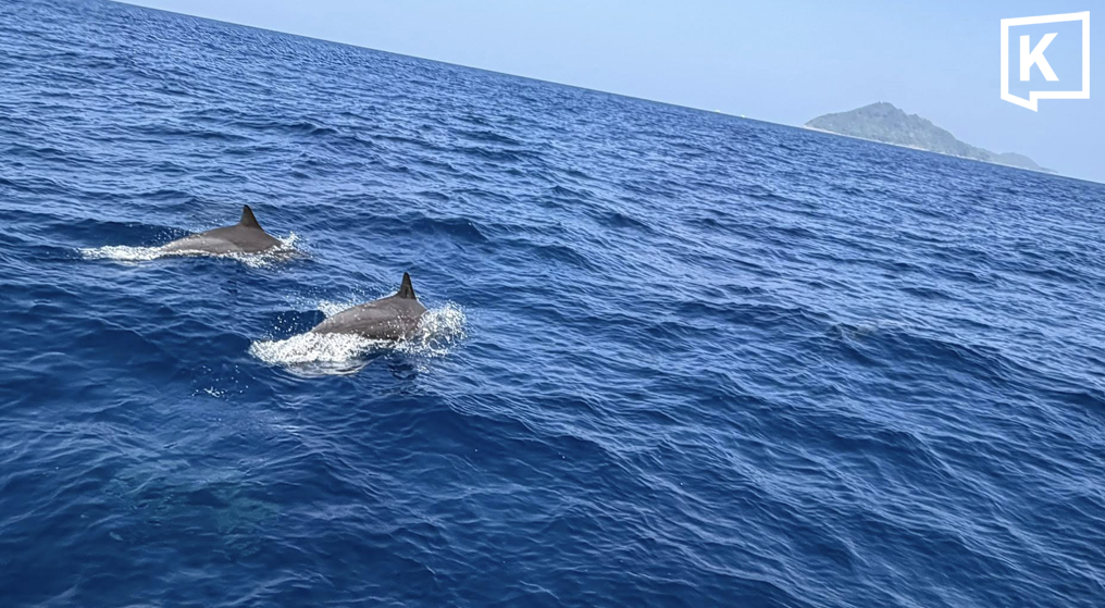 Over 120 dolphins sighted near Similan Islands