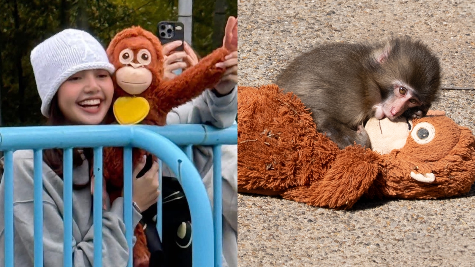 Lisa meets viral snow monkey ‘Punch-kun’ during Japan visit