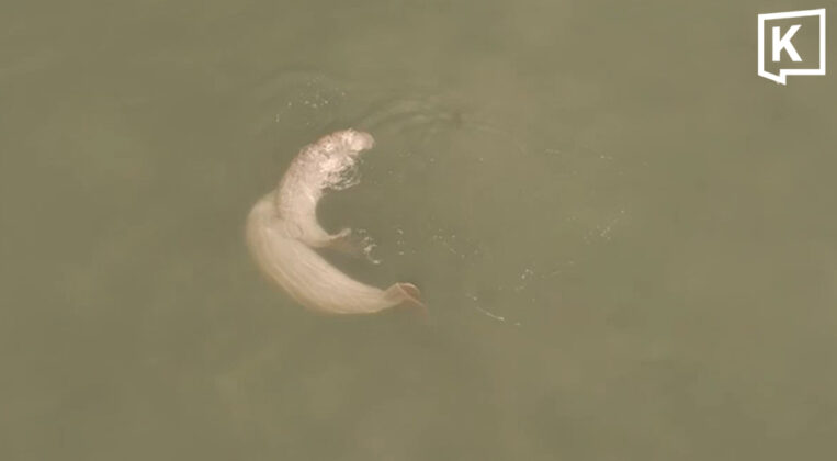 Drone captures rare mating dugongs off Trang coast