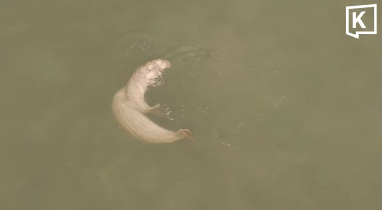 Drone captures rare mating dugongs off Trang coast