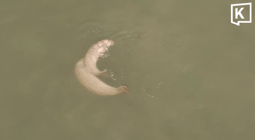 Drone captures rare mating dugongs off Trang coast