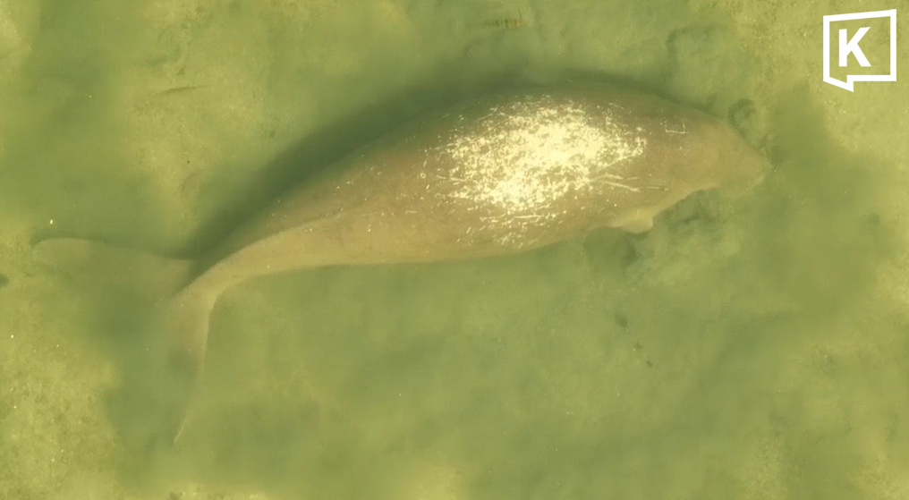 Drone captures rare mating dugongs off Trang coast