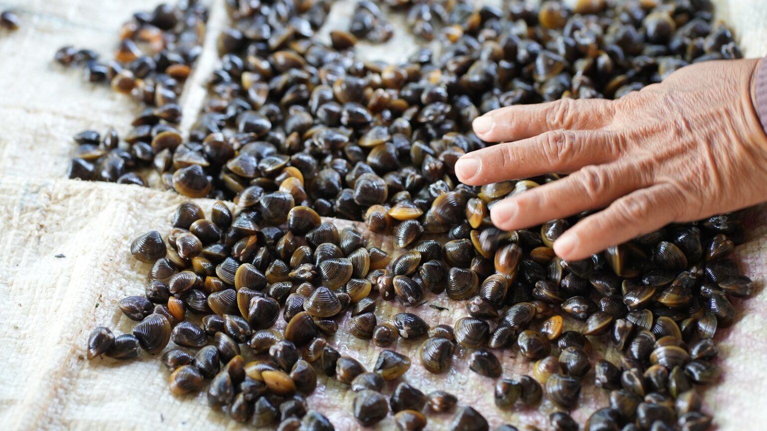 Sun-dried clams return as seasonal delicacy in Phatthalung