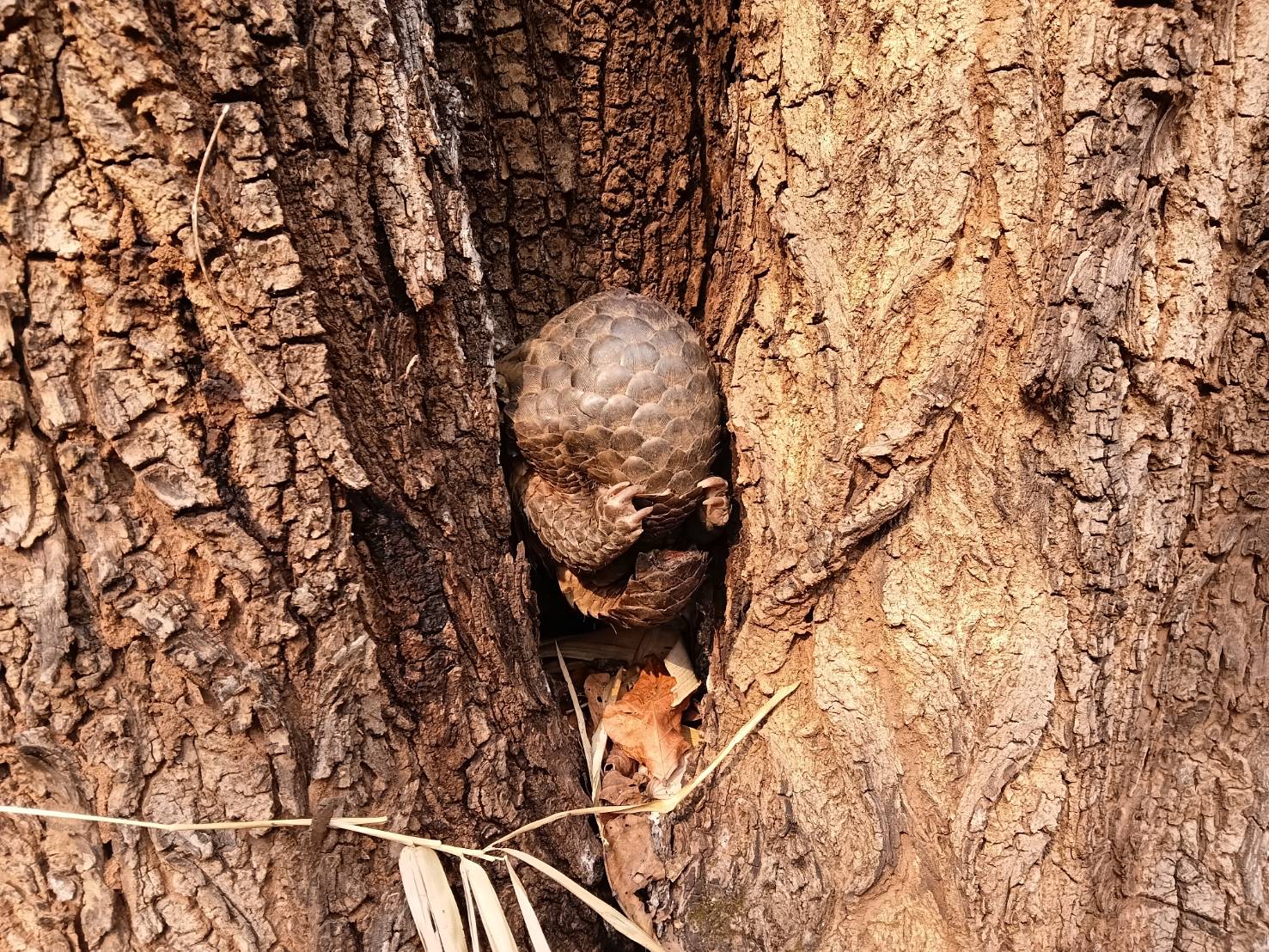 Injured pangolin rescued from wildfire zone