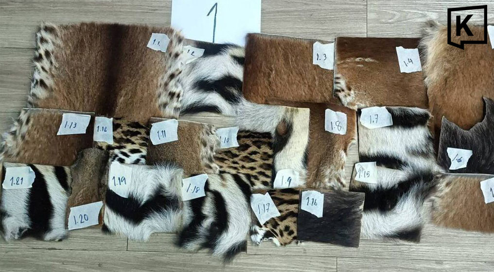 Thai police seize tiger skins, pangolin scales in raid on Nakhon Phanom ...