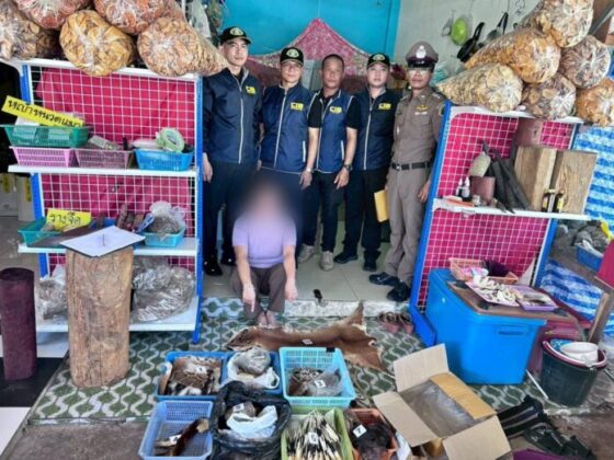 Thai police seize tiger skins, pangolin scales in raid on Nakhon Phanom ...