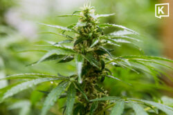 Thailand steps up medical cannabis enforcement with more than 1,200 ...