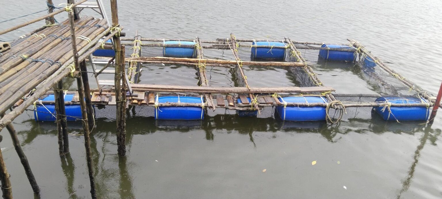 Mass fish deaths reported amid plankton bloom in Chumphon