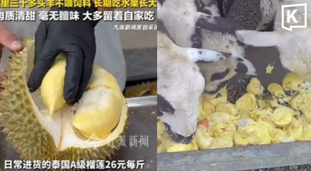 Chinese fruit seller goes viral for feeding Thai durians to sheep
