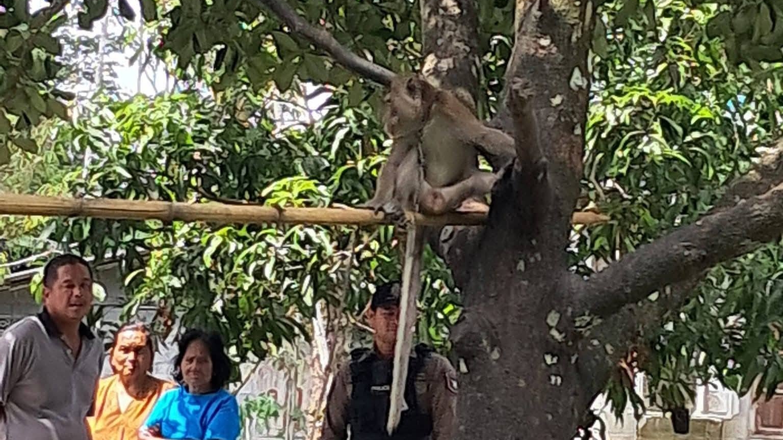 Boy, 6, bit to death by grandfather's monkey in Nakhon Si Thammarat