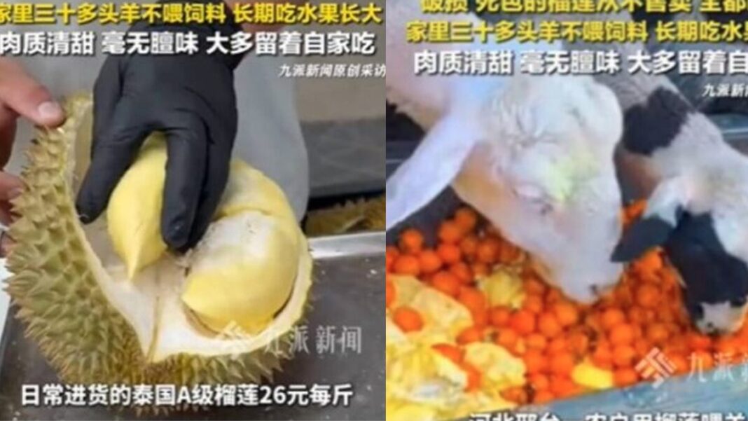 Chinese fruit seller goes viral for feeding Thai durians to sheep