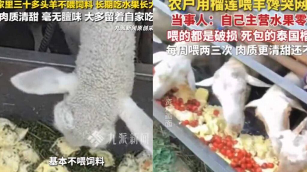 Chinese fruit seller goes viral for feeding Thai durians to sheep