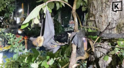 Deadly storm kills 757 flying foxes after century-old tree falls