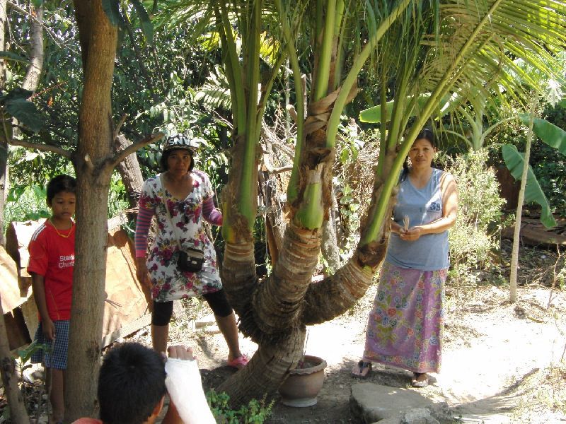 Tripple Budded Coconut Tree Attracts Lotto Hunters