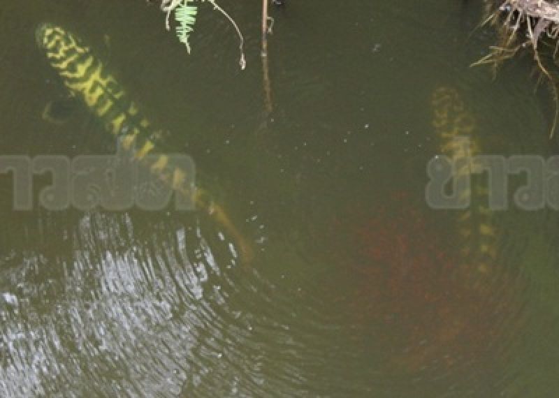 Locals Claim They See Lotto Clues On 'Rare Fish' In Sukhotai