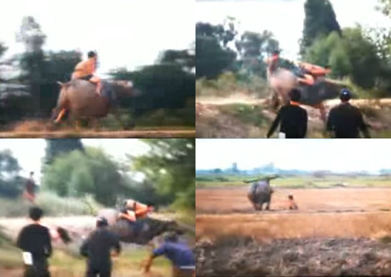 ‘Baitoey RSiam’ Falls Off Renegade Buffalo